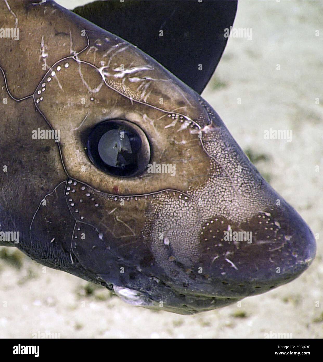A deep-sea chimera, measuring roughly 20 inches. The dots on its head ...