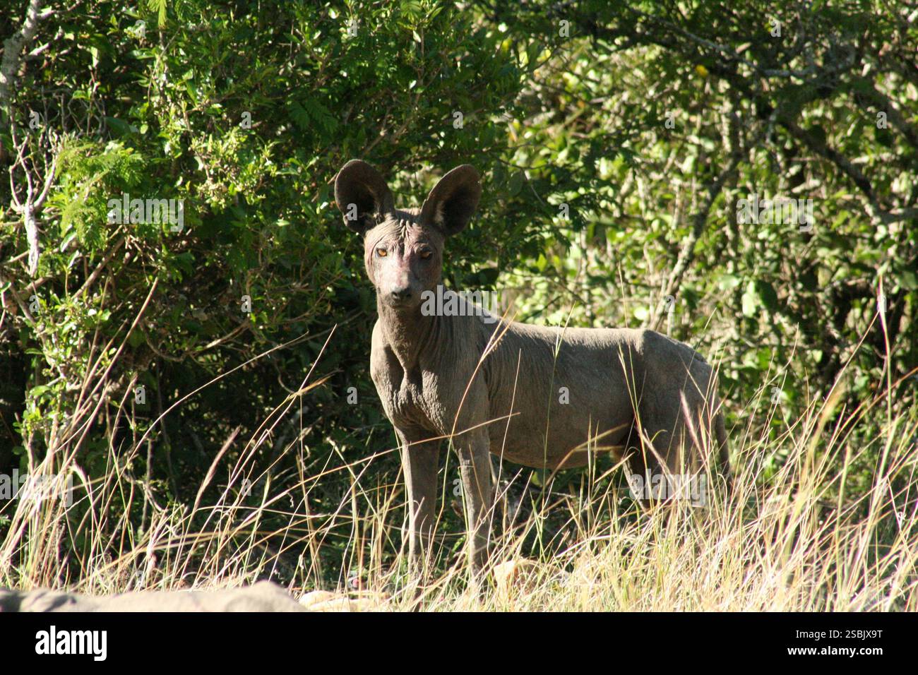 African dog with mange, Serengeti, Tanzania. Mange is a highly ...