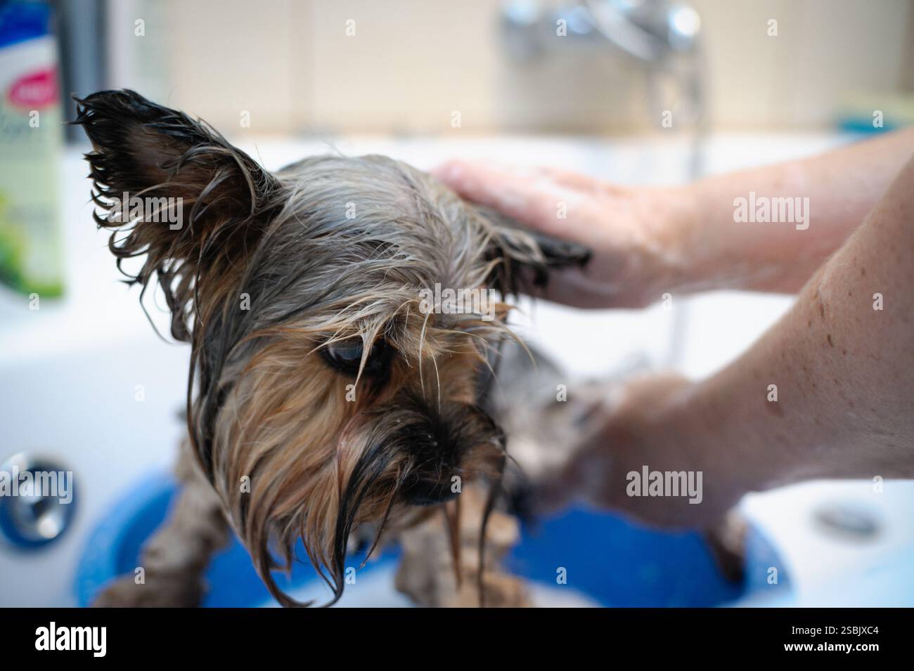 Yorkshire Terrier Getting a Bath in a Bathtub Stock Photo - Alamy