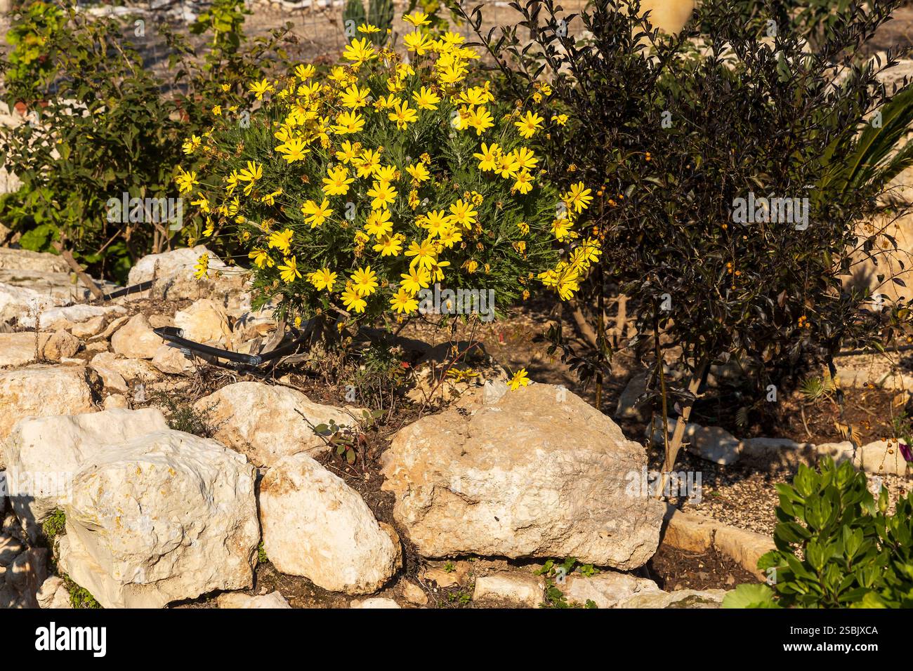 Euryops pectinatus, the grey-leaved euryops, is a species of flowering ...