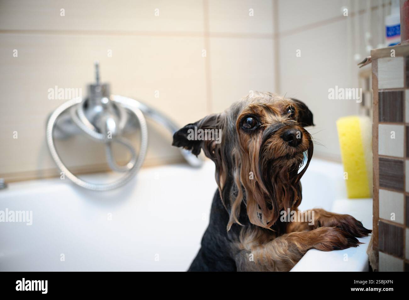 Yorkshire Terrier Getting a Bath in a Bathtub Stock Photo - Alamy
