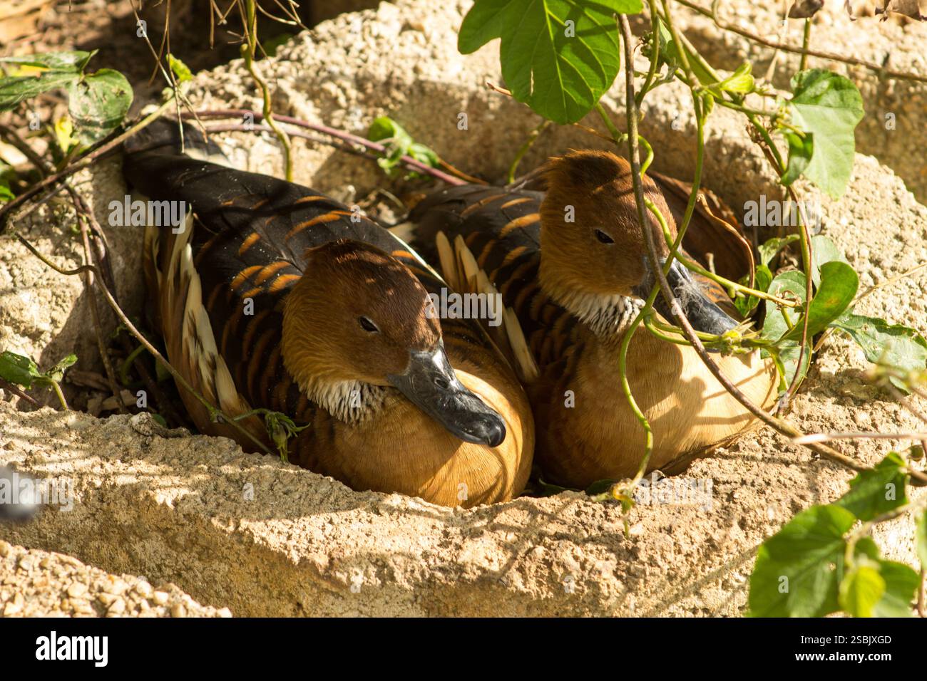 Two fulvous whistling duck (Dendrocygna bicolor) nesting in a hollow ...