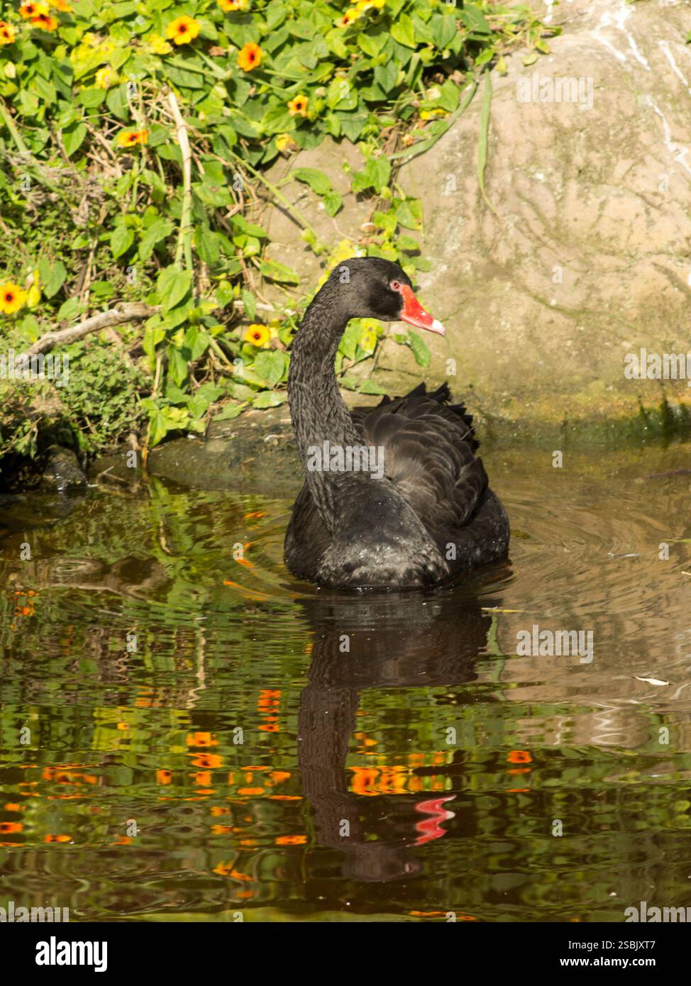 Gorgeous scene of a black swan with its reflection, gliding in a man ...