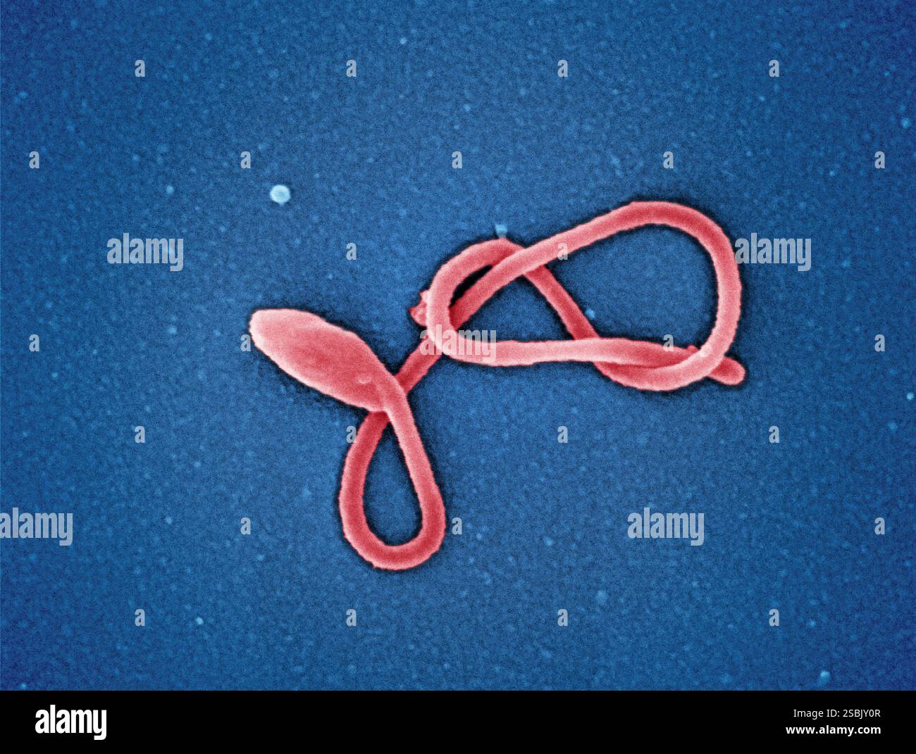 Colorized scanning electron micrograph of a single filamentous Ebola ...