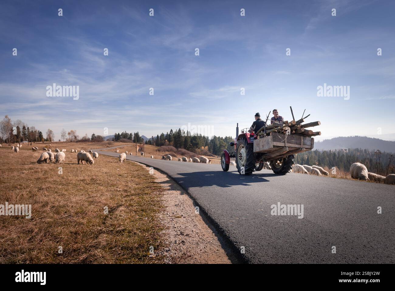 Farmers on Tractor with Sheep in Pieniny Mountanis Poland Stock Photo ...