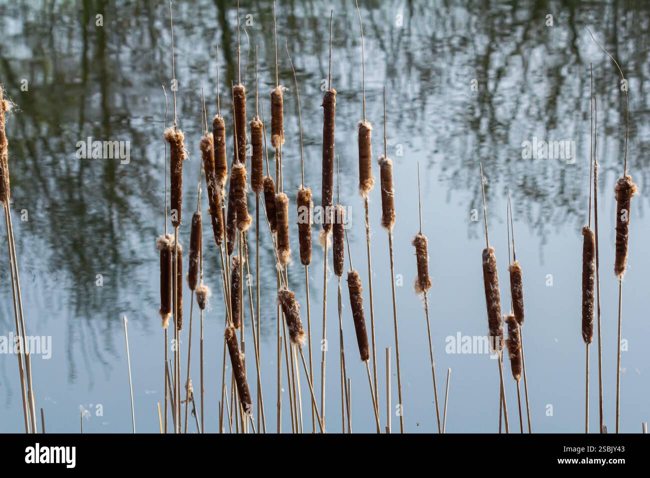Swamp cattails Typha angustifolia Broadleaf brown flowers in spring ...