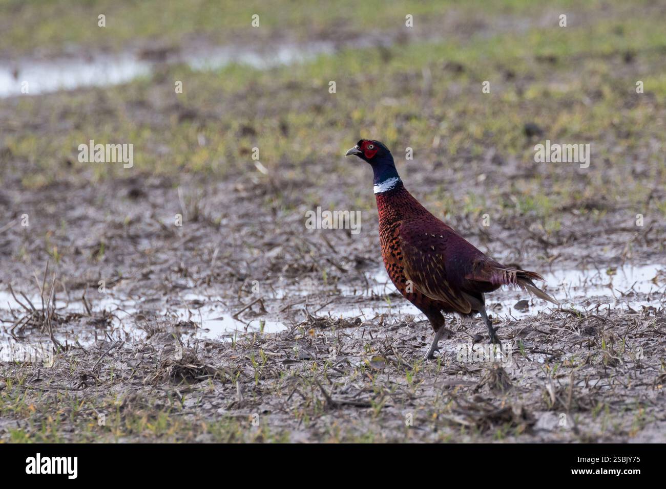 The common pheasant, ring-necked pheasant (Phasianus colchicus Stock ...