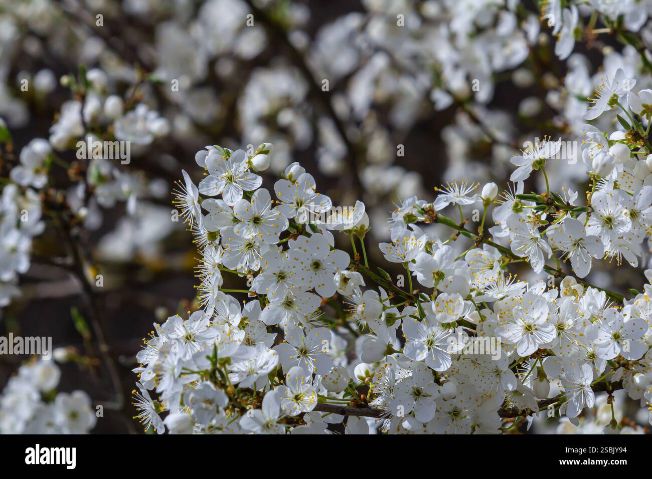 Prunus Cerasifera Blooming white plum tree. White flowers of Prunus ...