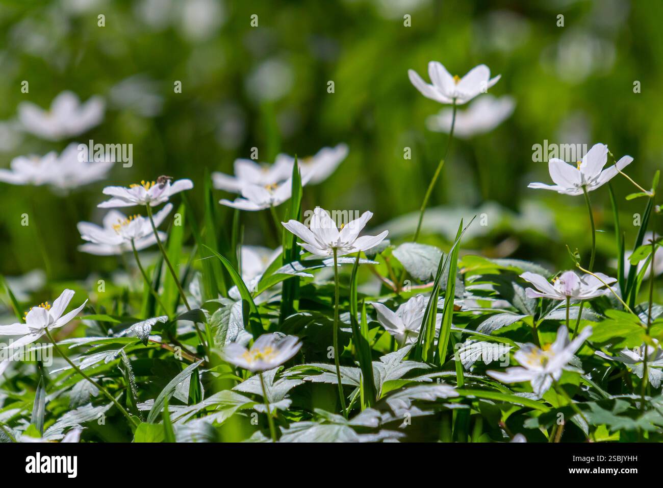 The many white wild flowers in spring forest. Blossom beauty, nature ...