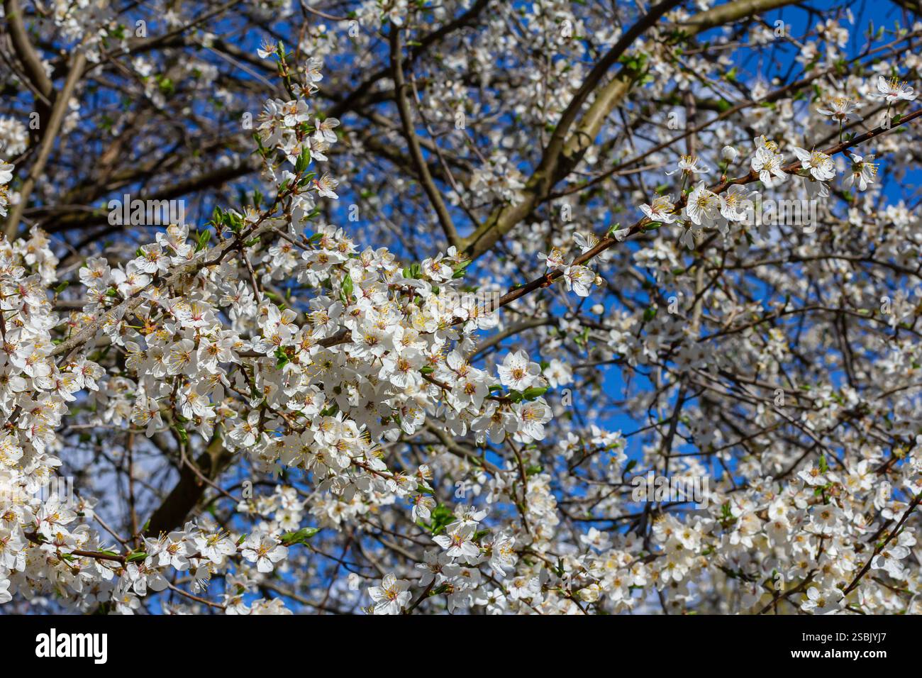 Prunus Cerasifera Blooming white plum tree. White flowers of Prunus ...