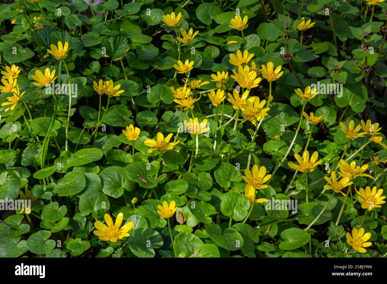 ranunculus ficaria verna pilewort lesser celandine Stock Photo - Alamy