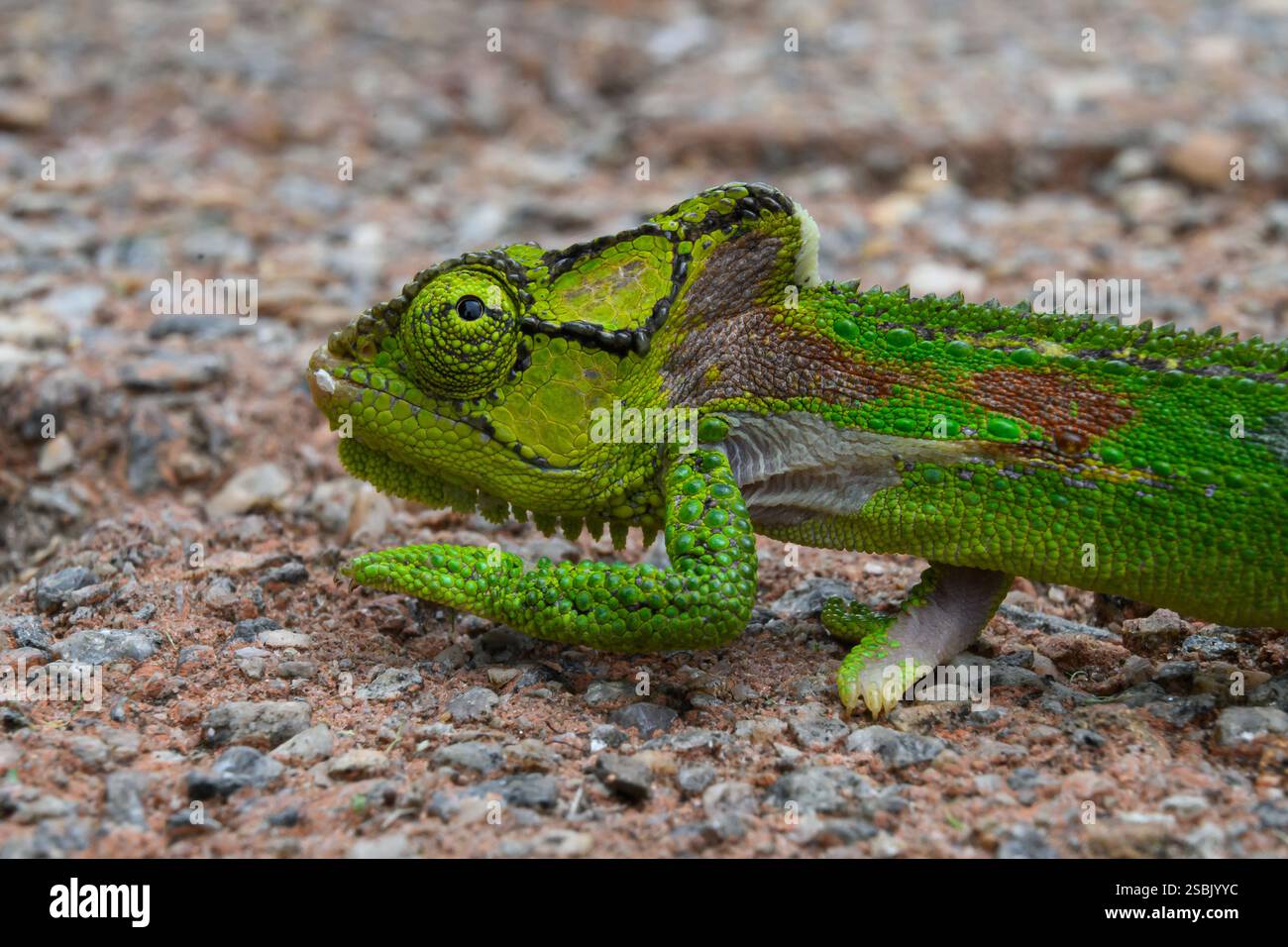 The Knysna Dwarf Chameleon (Bradypodion damaranum) is a small, slow ...