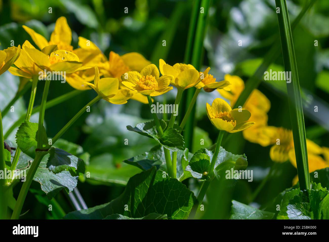 Blooming marsh-marigold Caltha palustris a widespread flower of marshes ...