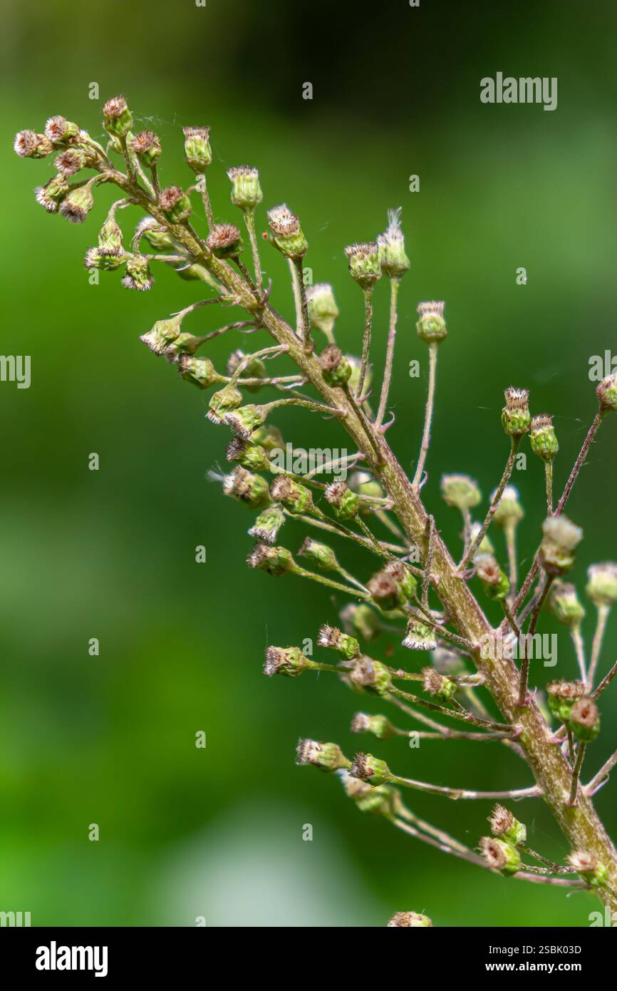 Inflorescences of butterbur, pestilence wort, Petasites hybridus ...