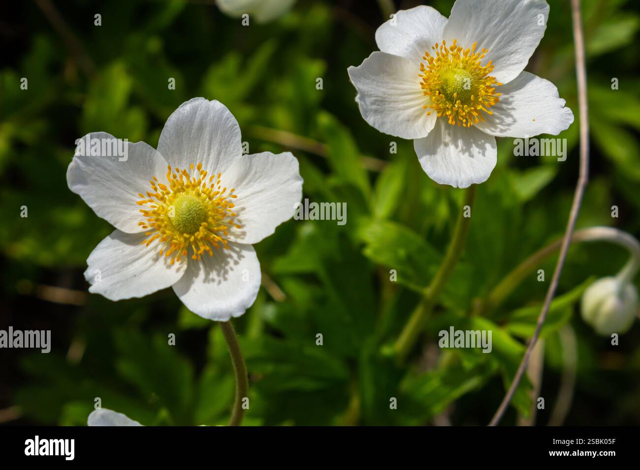 Anemonoides sylvestris Anemone sylvestris, known as snowdrop anemone or ...