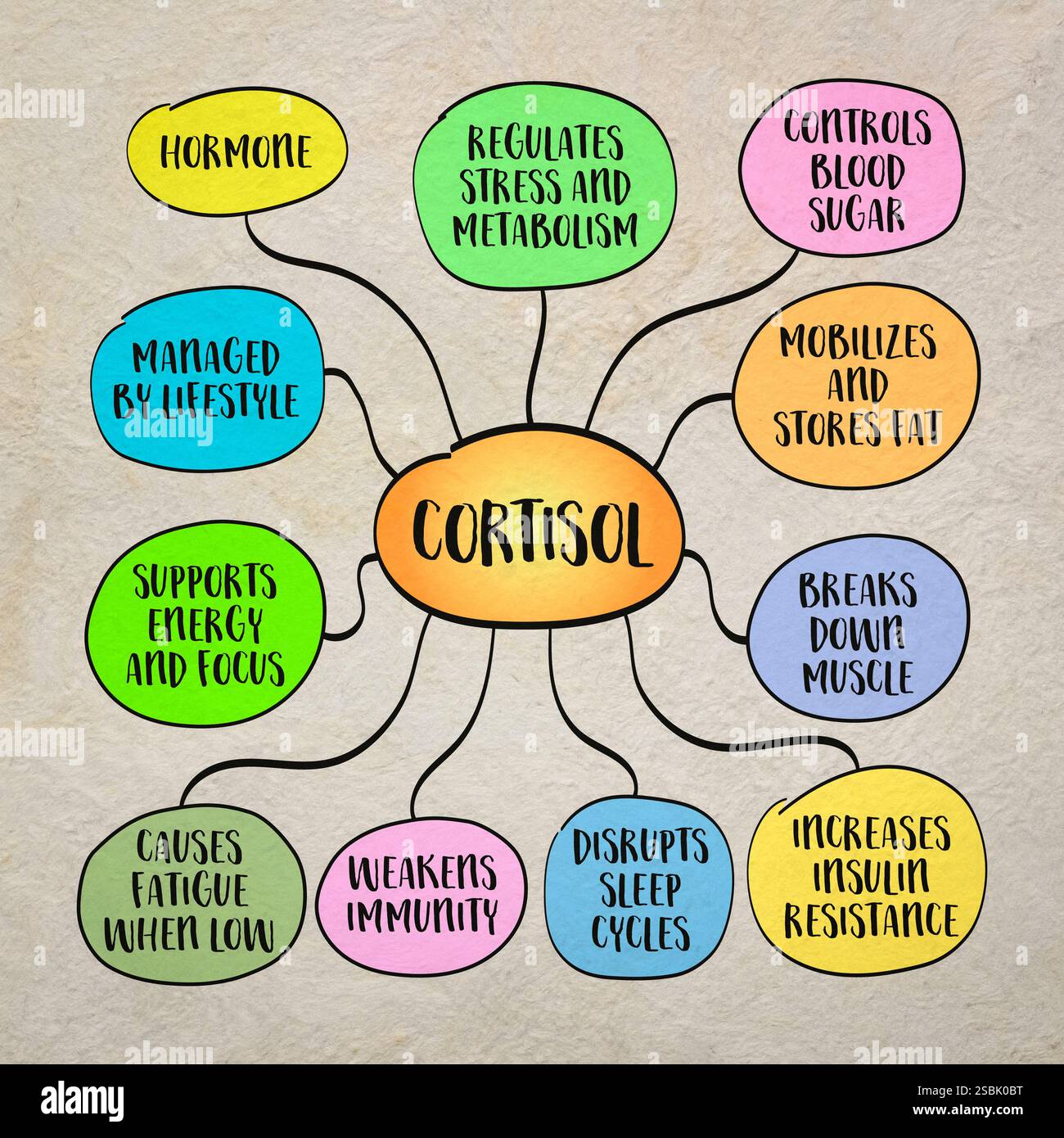 Cortisol, stress hormone plays a crucial role in metabolism, energy ...