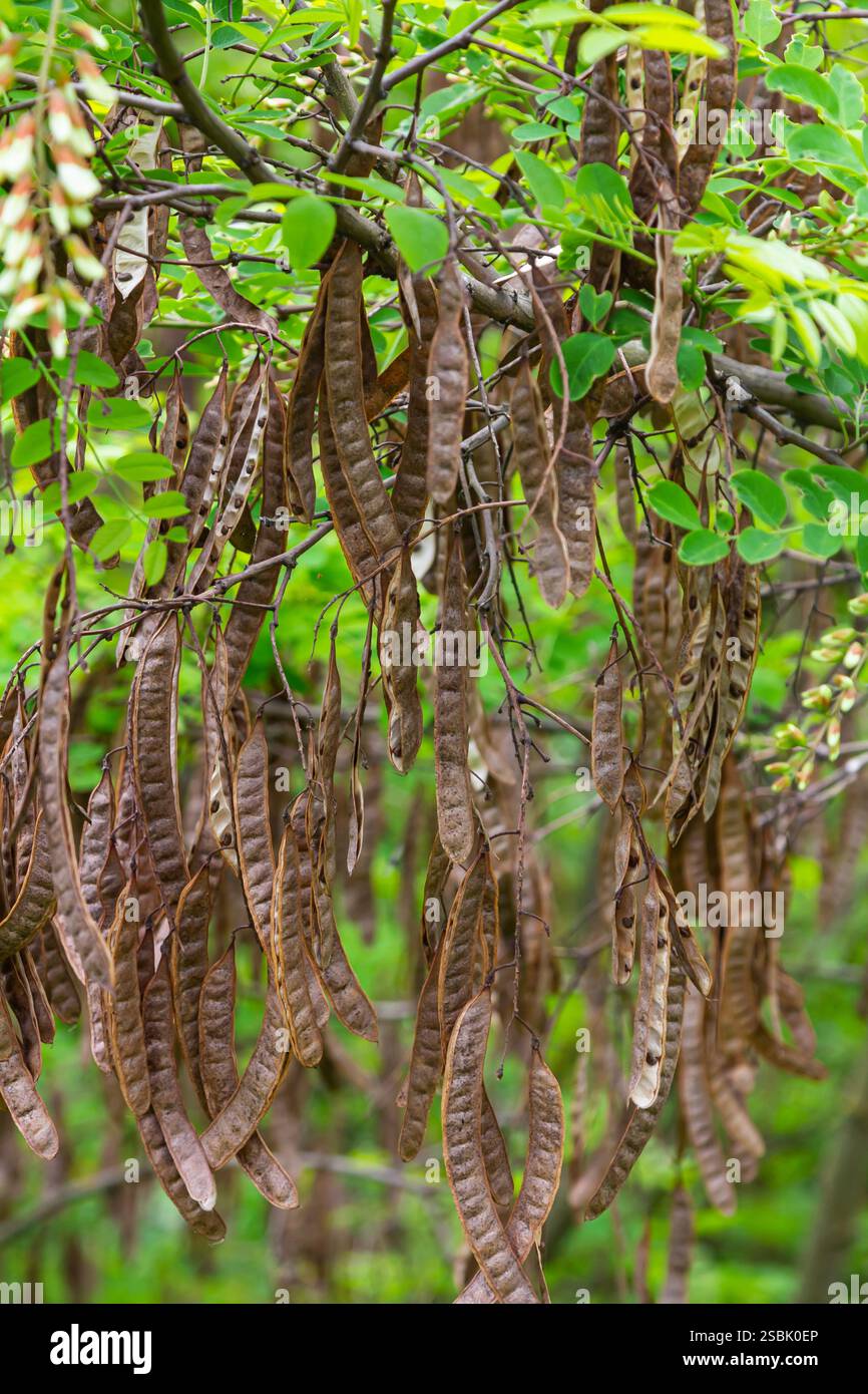 Robinia pseudoacacia, commonly known as black locust with seeds Stock ...