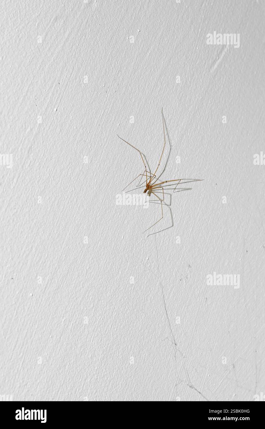 Spider with long limbs on a white ceiling. Indoor spiders. Pholus ...