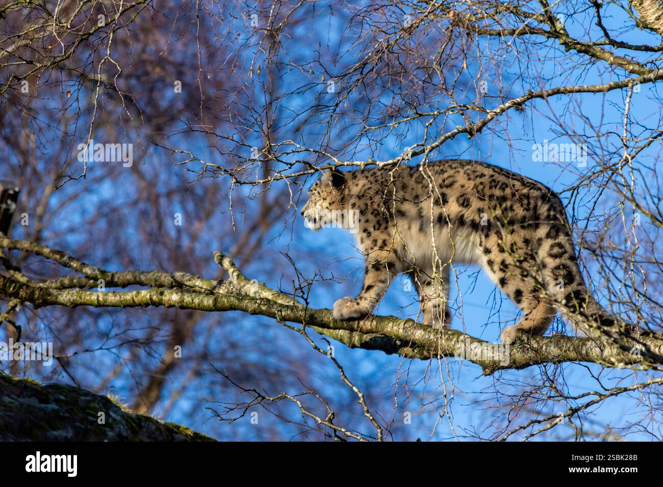 Snow Leopard (Panthera uncia) climbing a tree Stock Photo - Alamy