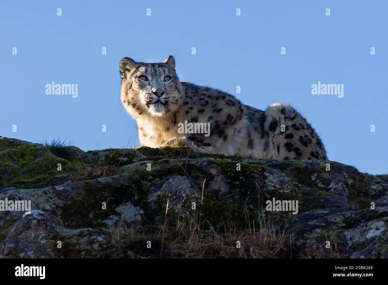 Snow Leopard (Panthera uncia Stock Photo - Alamy