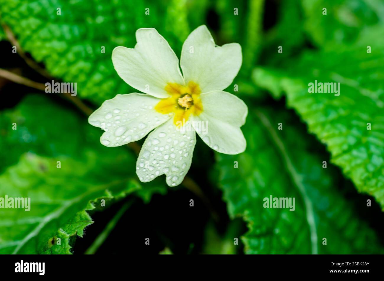 A close-up of a delicate, pale yellow primrose flower, covered in tiny ...