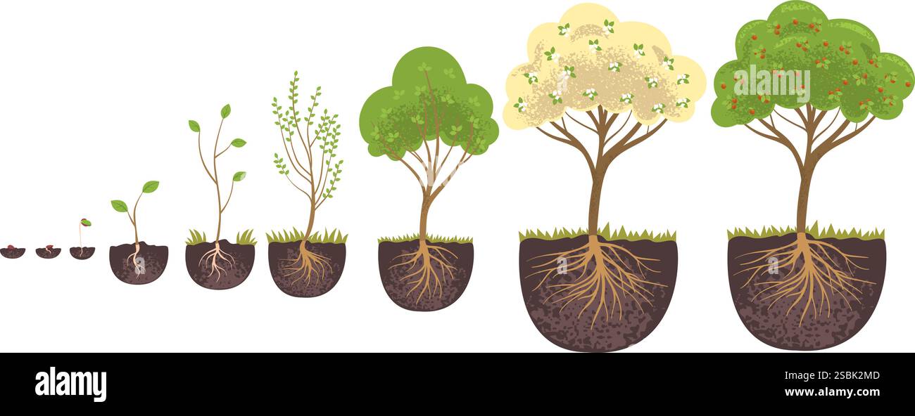 Plant tree stages. Trees life cycle infographic, fruit plant growth ...
