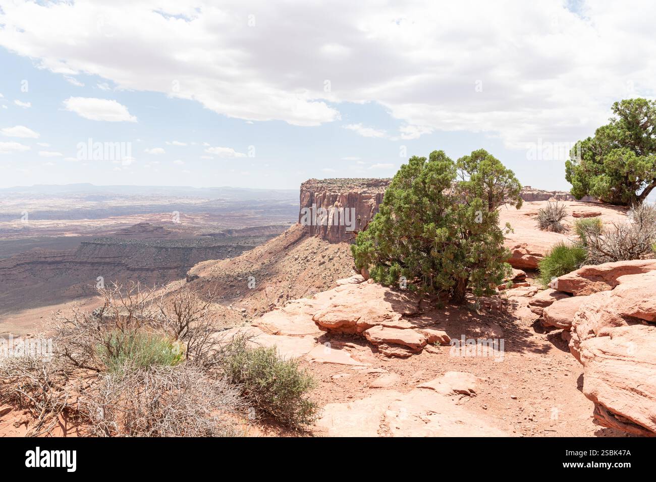 A tree growing in the rocks on the edge of The Grand View in ...