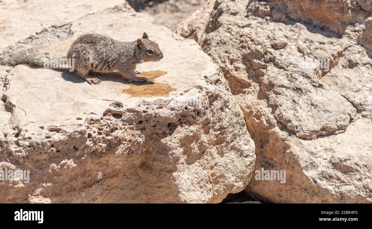 Arizona gray squirrel with a puddle of water from a tourist on the ...
