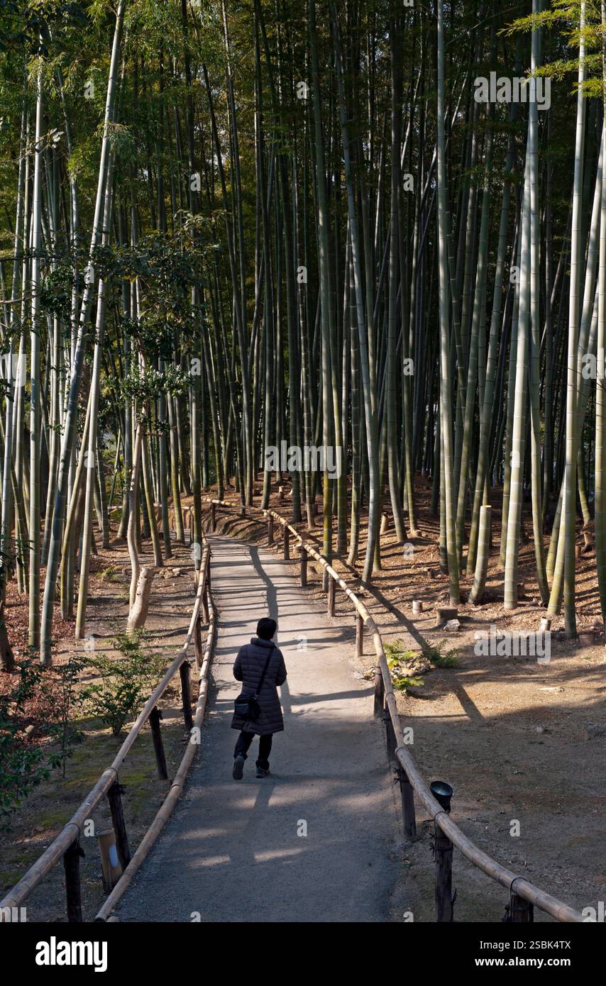 Natural Japanese bamboo growing in a grove is a renewable resource used ...