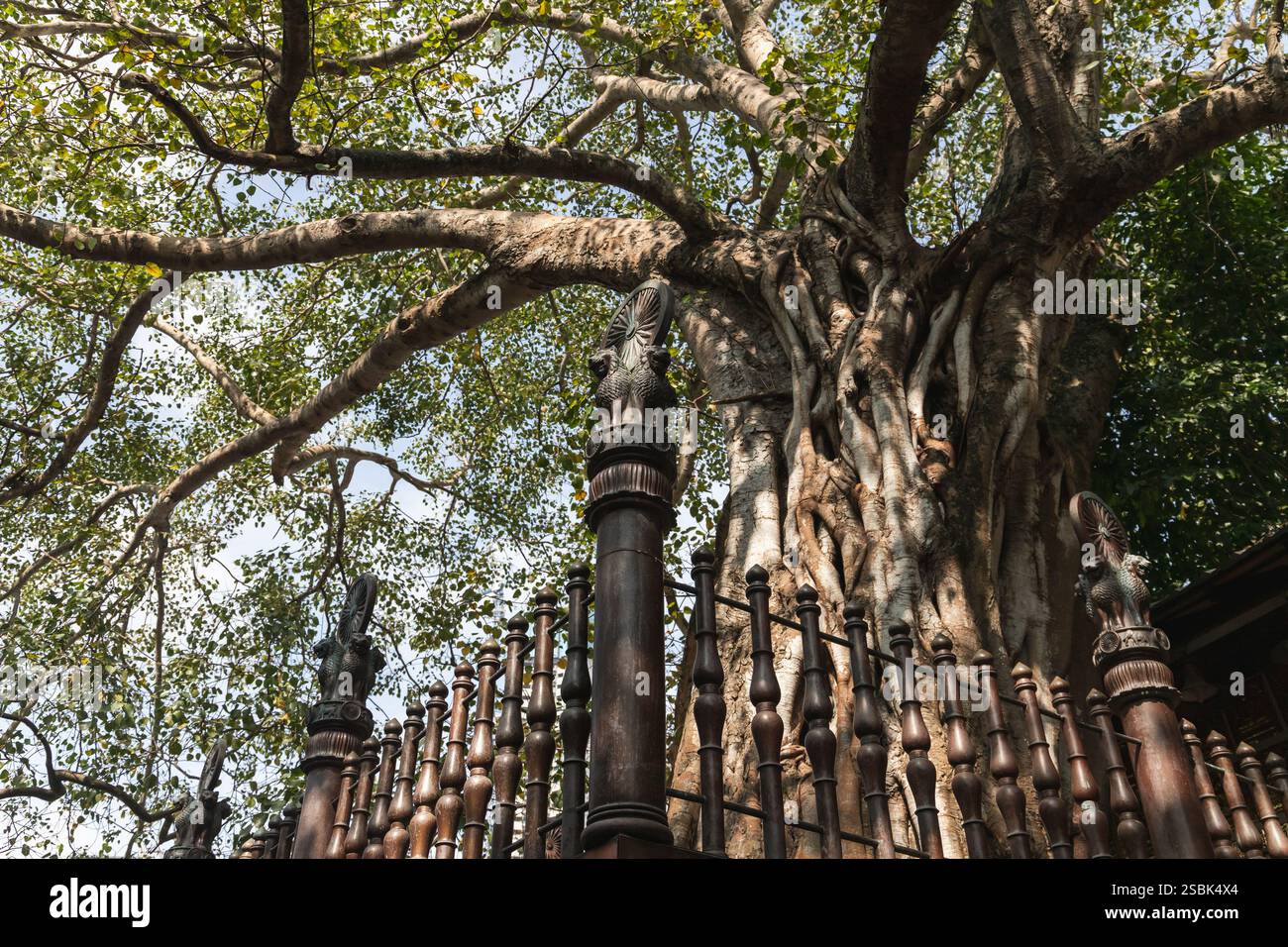 An old tree grows at the Gangaramaya Temple garden. This is one of the ...