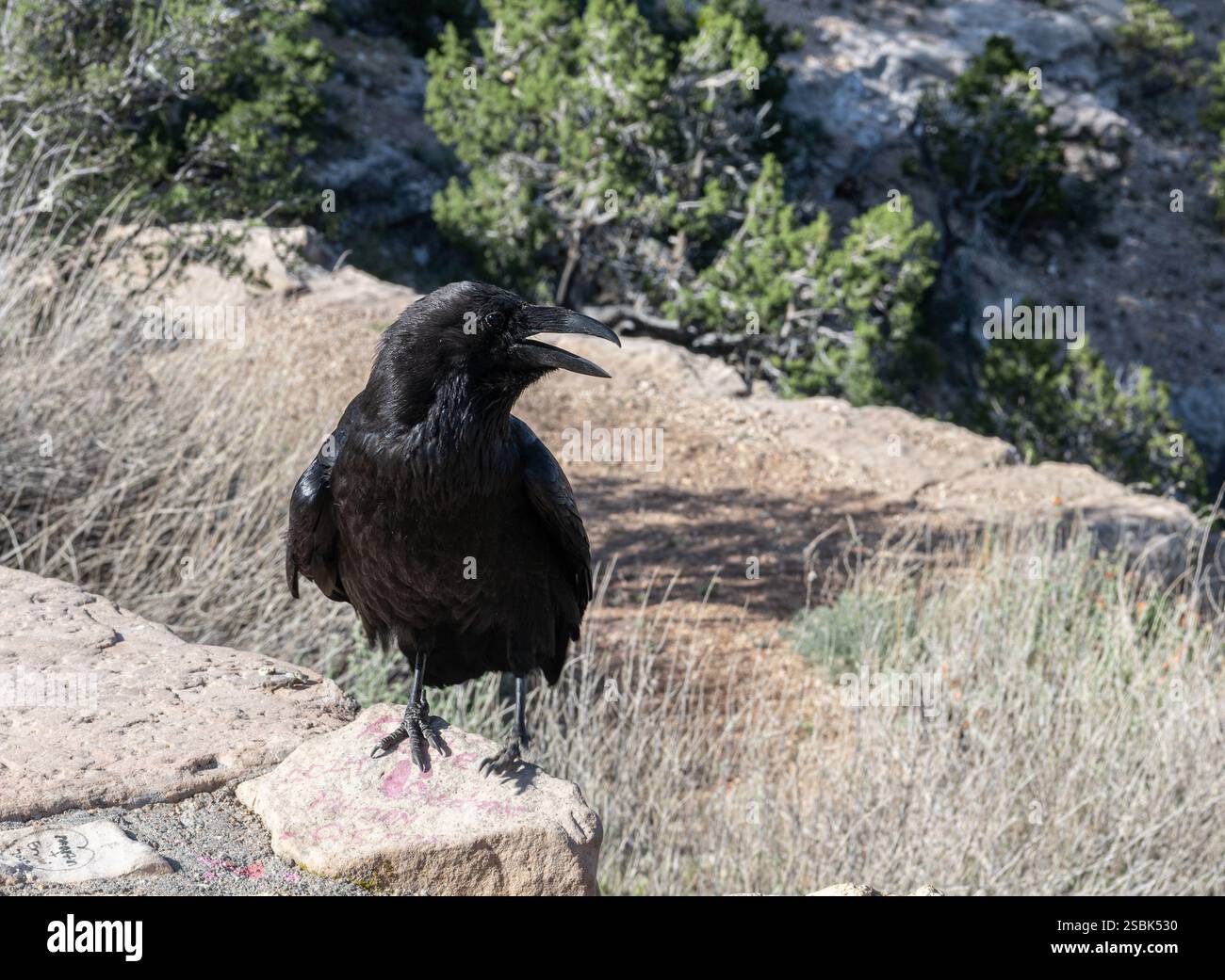 Common Raven on the south rim of The Grand Canyon, Arizona, USA Stock ...