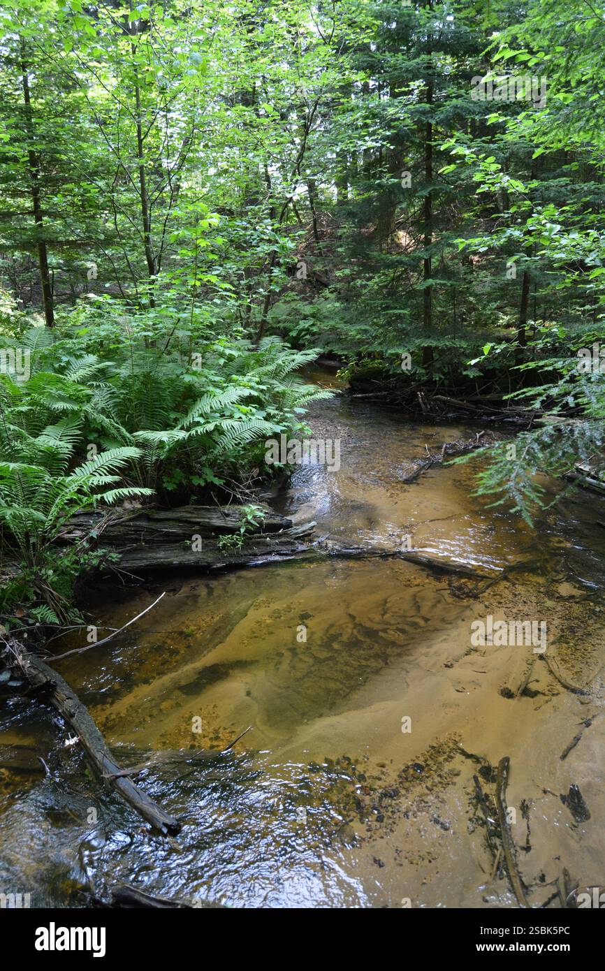 Stream in a forest at Pictured Rocks National Lakeshore Michigan USA ...