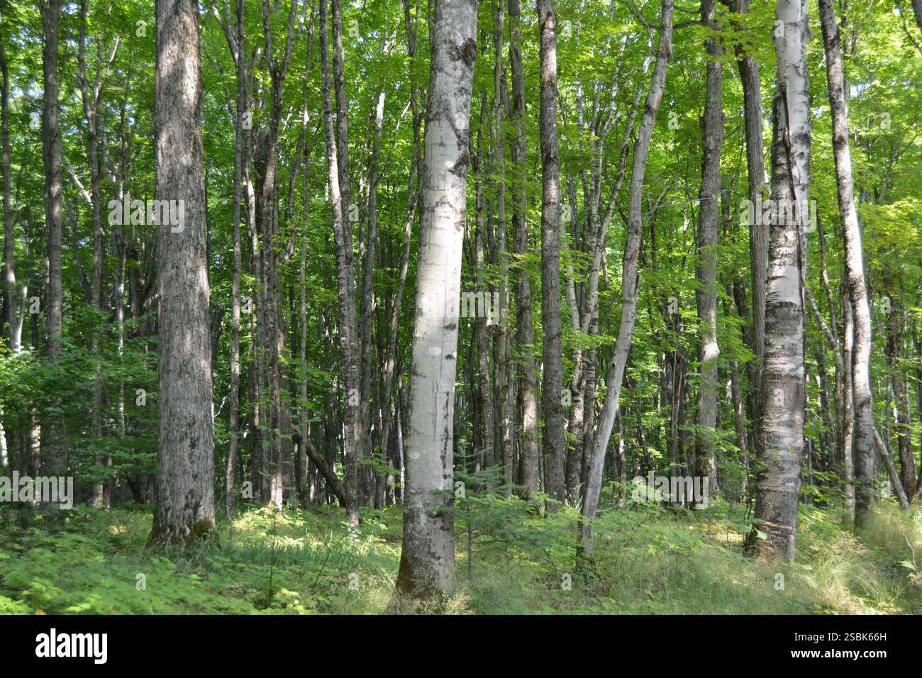 Forest Woods at Pictured Rocks National Lakeshore Michigan USA Stock ...