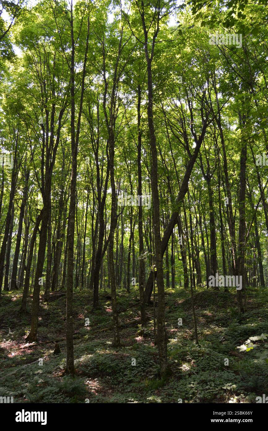 Forest Woods at Pictured Rocks National Lakeshore Michigan USA Stock ...
