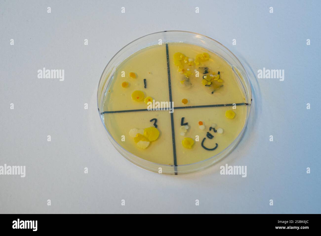 Agar medium where bacteria were cultured in four compartments. Used in ...