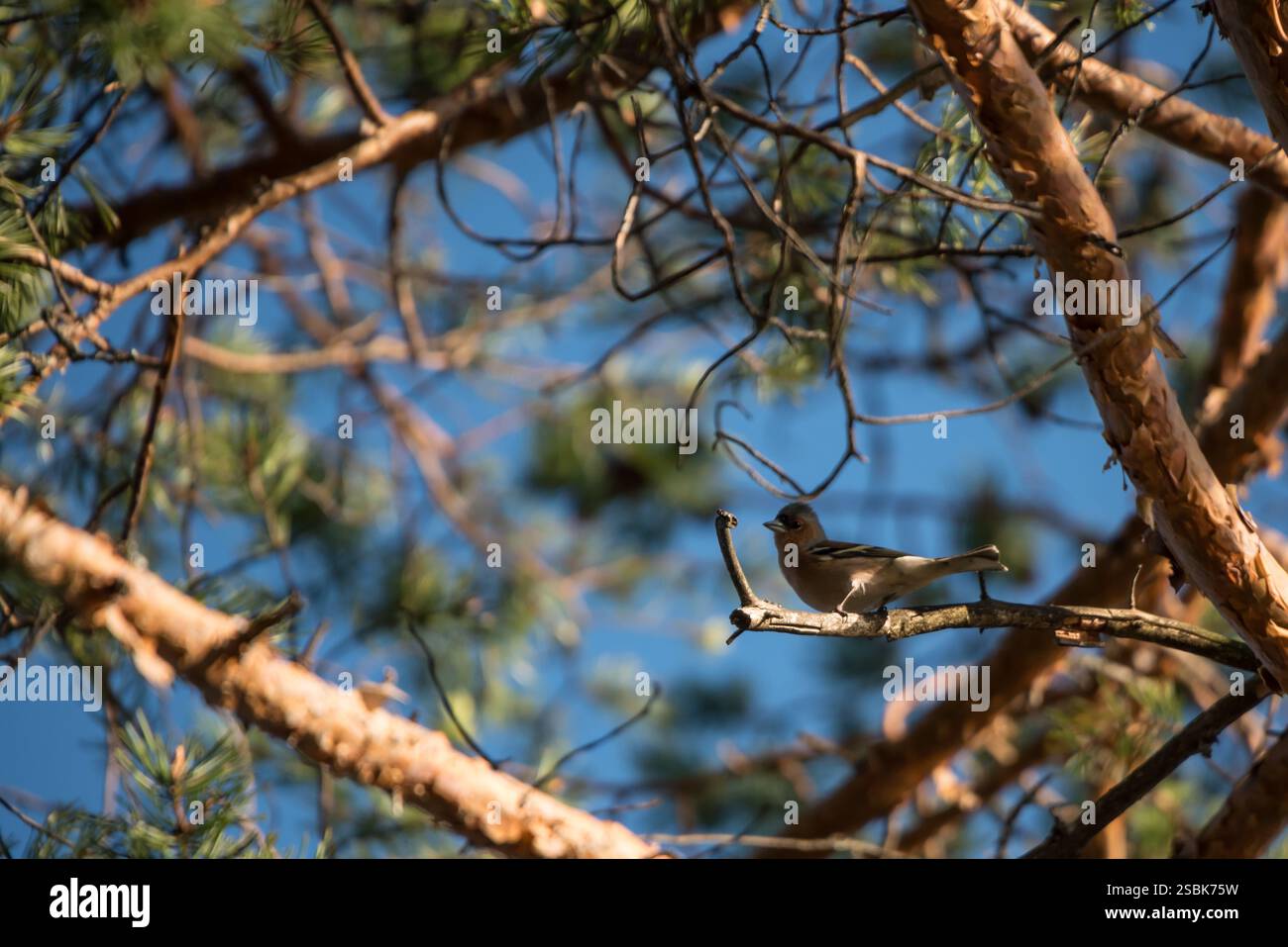 A lone bird on the branches of a pine tree in the forests of Finland ...