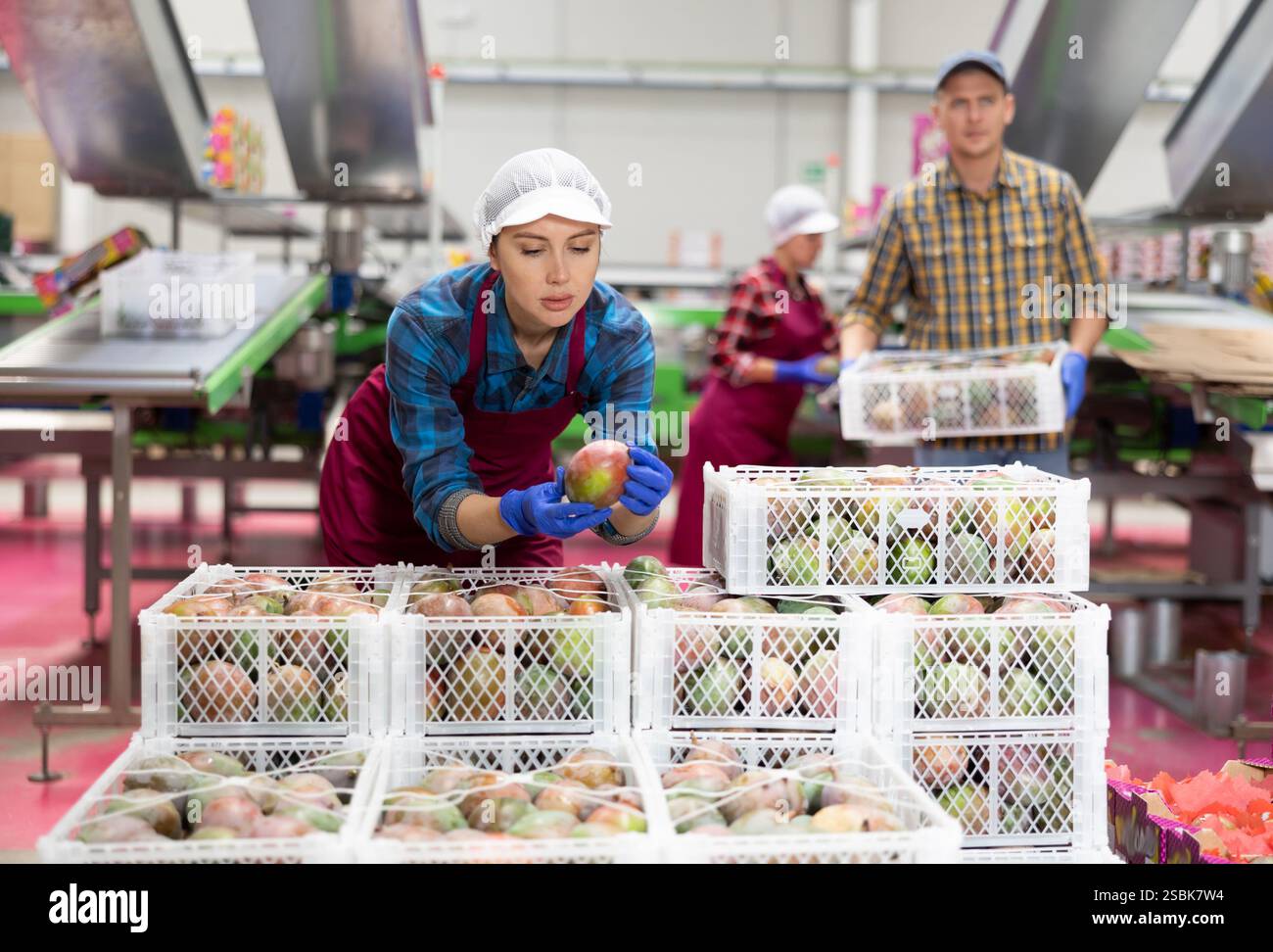 Workwoman checking selected mangoes in boxes in fruit warehouse Stock ...