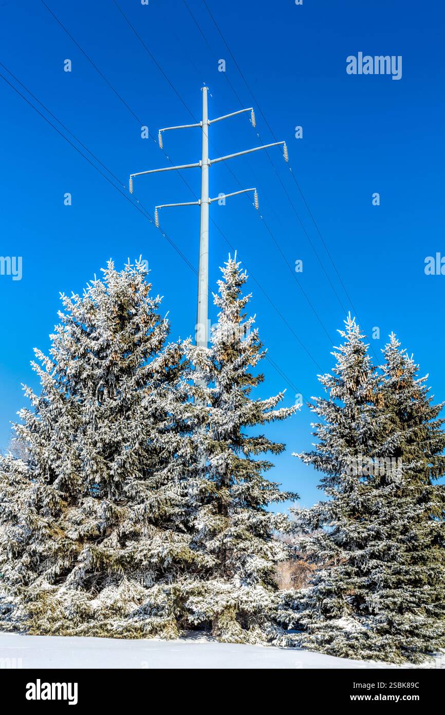 A tall power line pole with a snow covered tree on top of it. The pole ...
