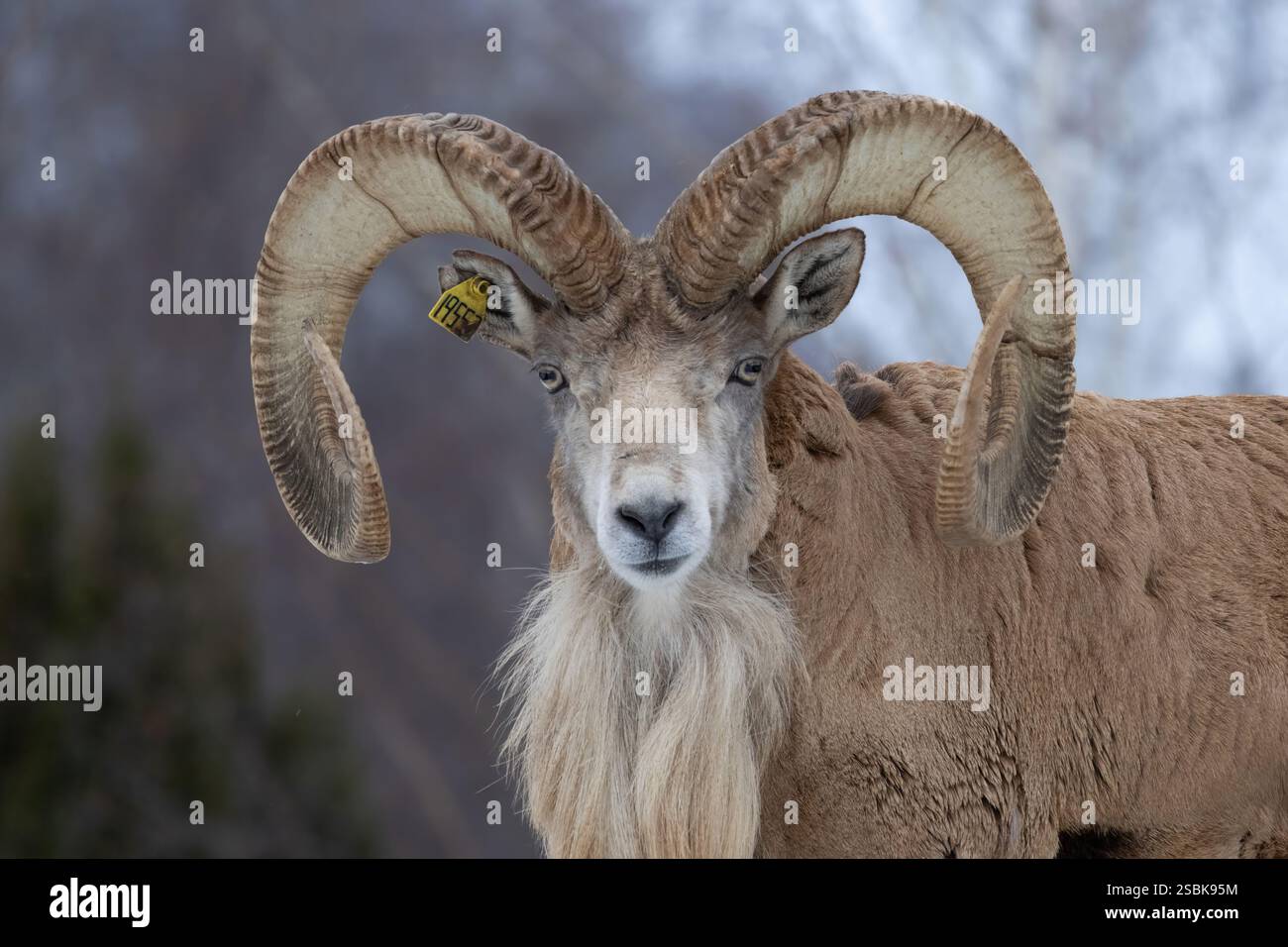 Urial hi-res stock photography and images - Alamy