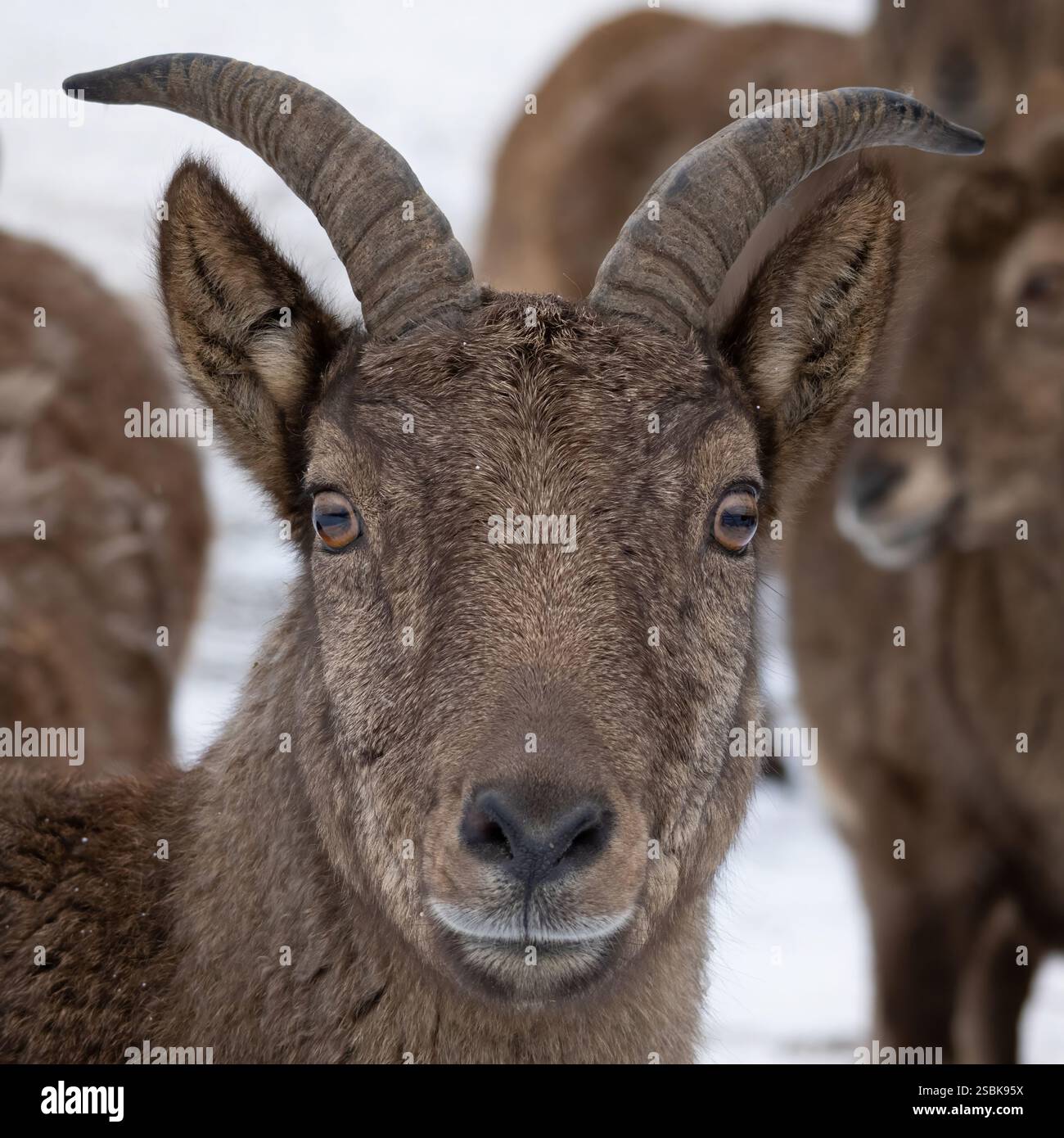 East Caucasian tur (Capra caucasica cylindricornis), also known as the ...