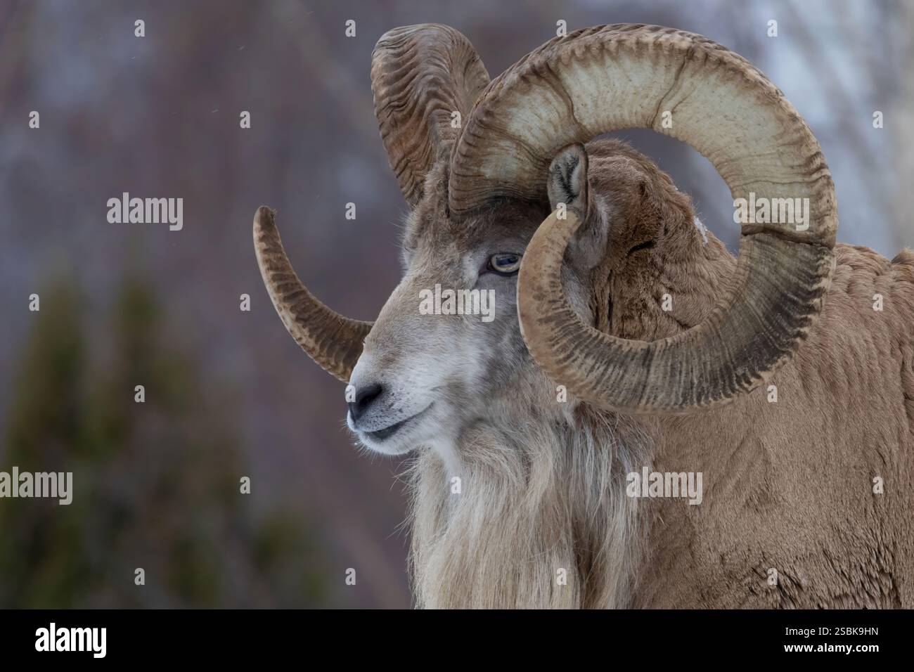 Urial hi-res stock photography and images - Alamy