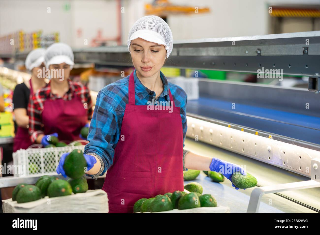 Female worker of fruit sorting factory checking avocados on conveyor ...