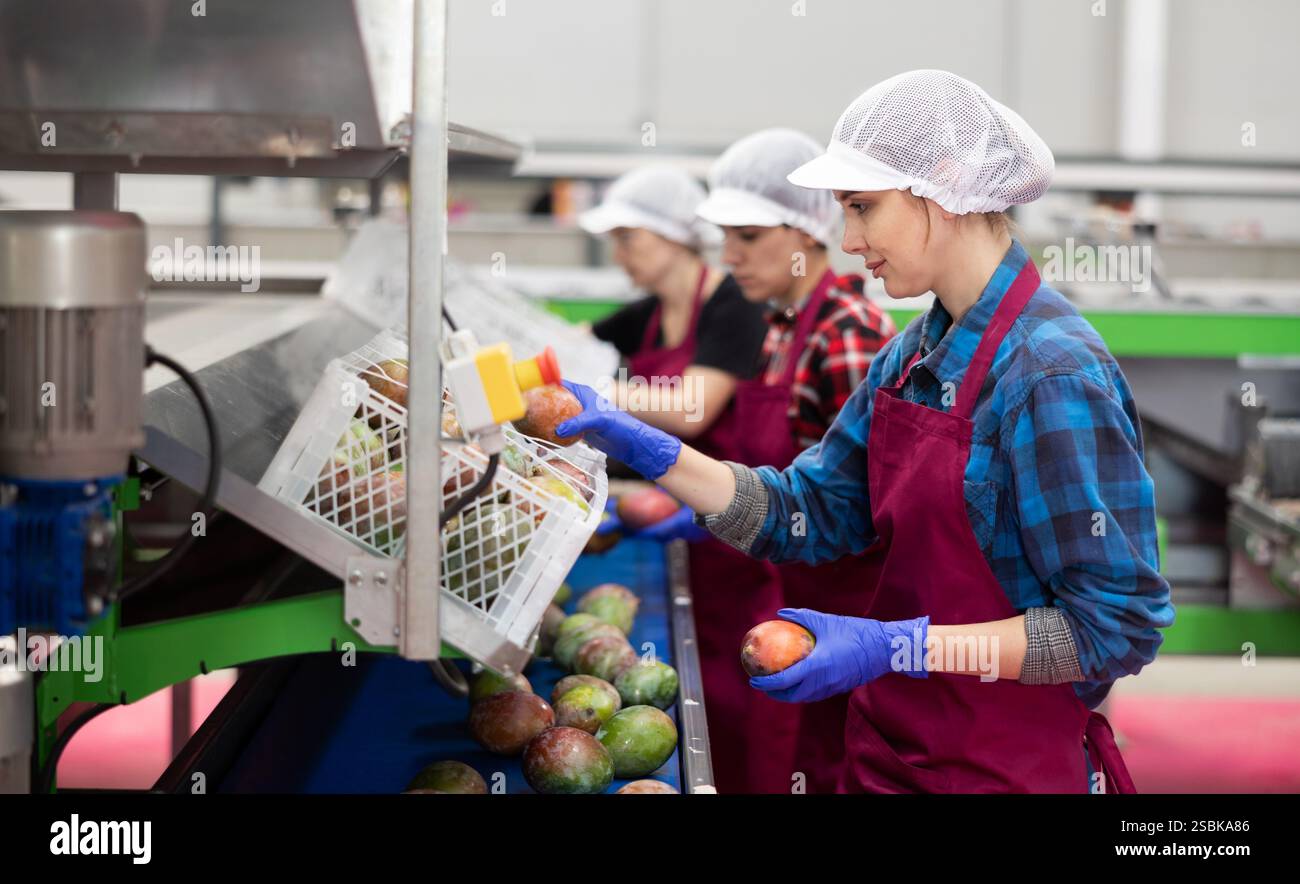 Food factory workers sorting ripe mangoes on conveyor Stock Photo - Alamy