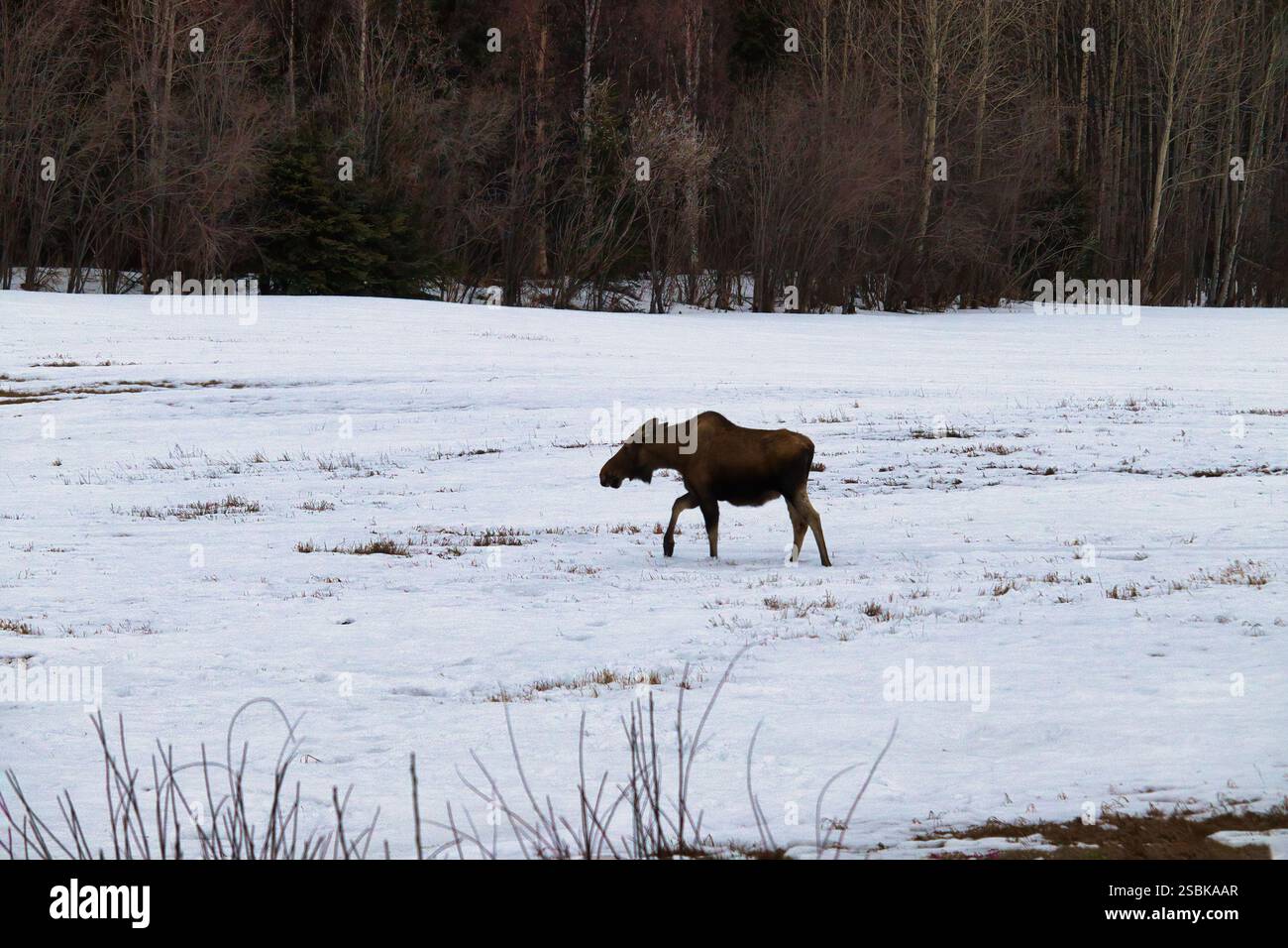 Baby moose walking in snowy field eating plants with trees in the ...