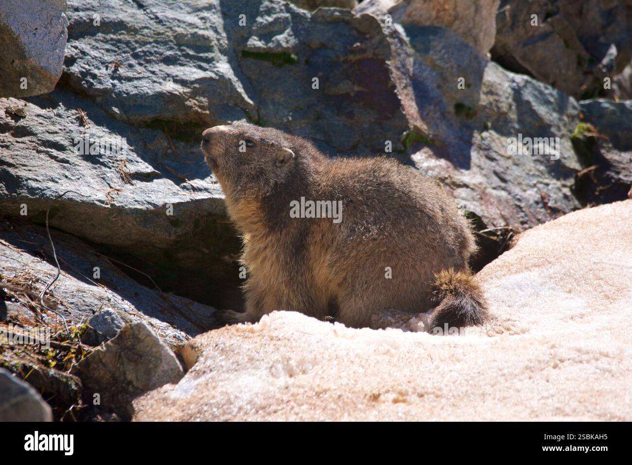 Alpine marmot, marmota marmota photographed in the French Alps near Pelvoux. Marmots are large ...