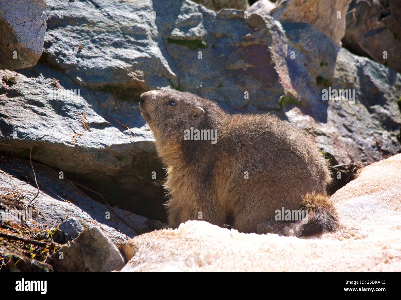 Alpine marmot, marmota marmota photographed in the French Alps near Pelvoux. Marmots are large ...