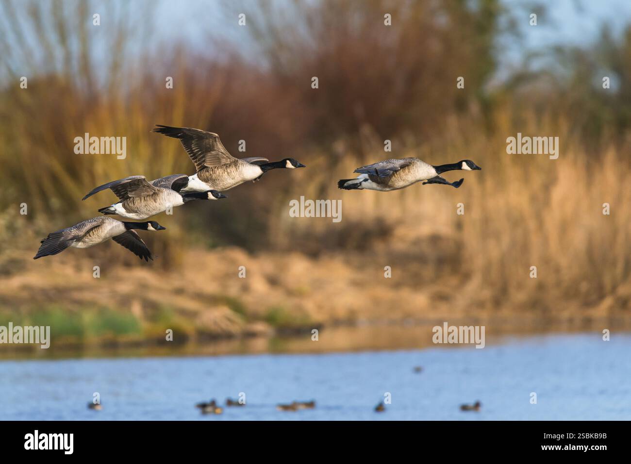 Canada Goose, Branta canadensis, birds in flight over winter marshes ...