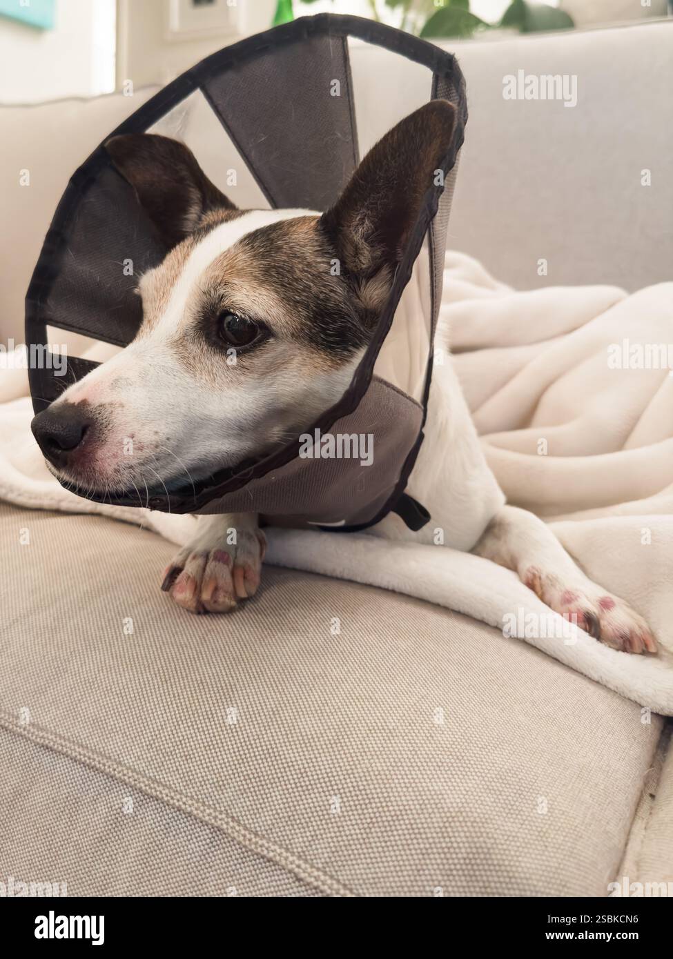 Low angle close up view of a Jack Russell Terrier dog wearing a cone ...