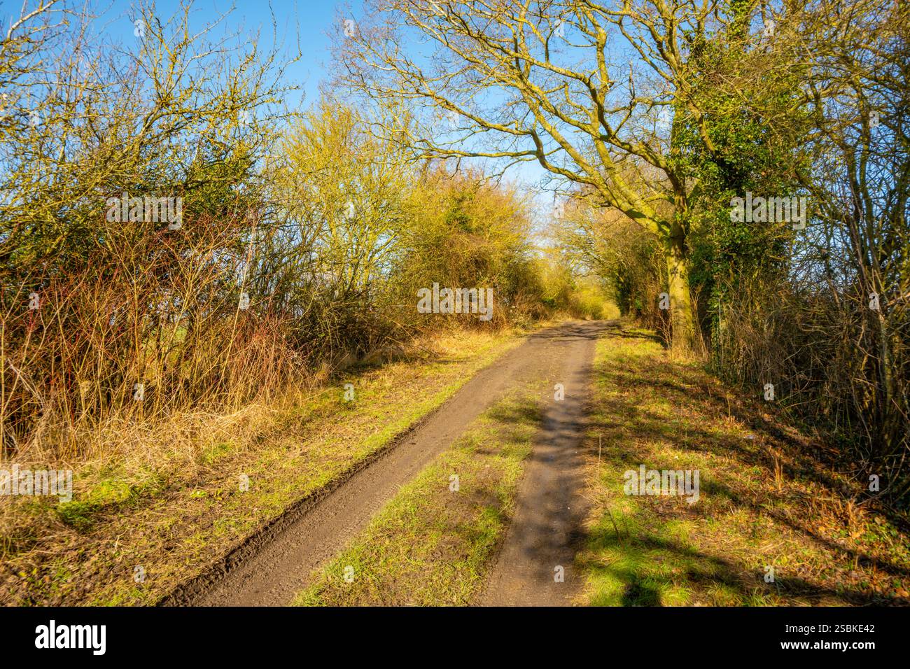 Green land churned up by 4 wheel drive vehicles near Howe Street Essex ...