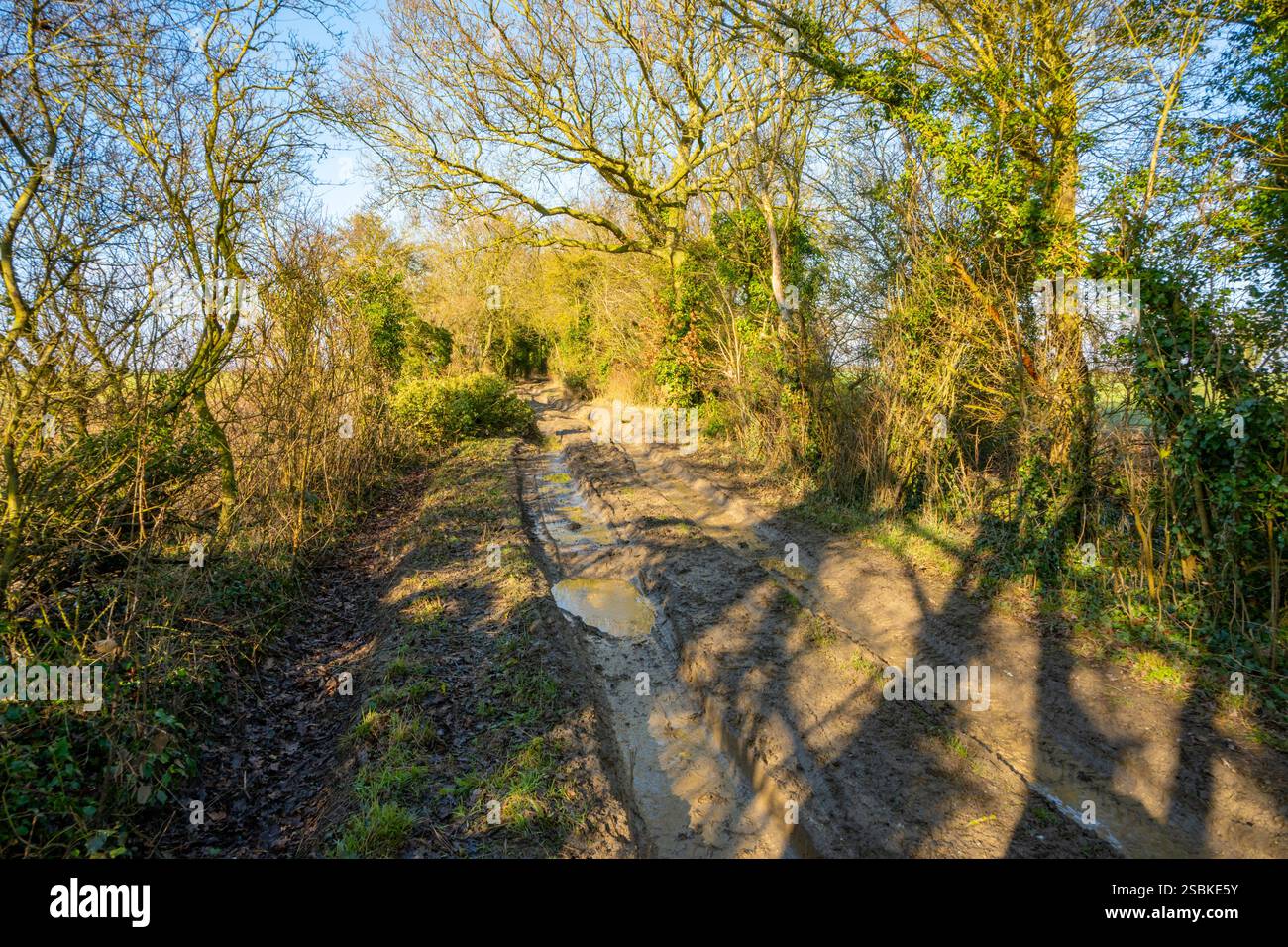 Green land churned up by 4 wheel drive vehicles near Howe Street Essex ...
